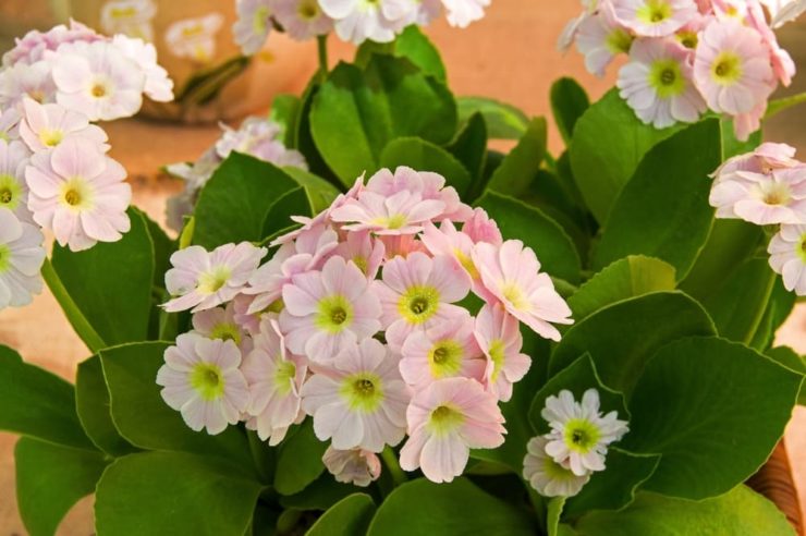 16 Auricula Varieties Chosen By Gardeners, With Many Incredible Award ...