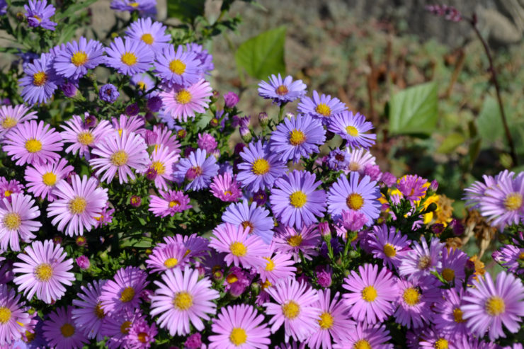 Gardener Shares 11 Head-Turning Aster Varieties For Late Summer Colour ...