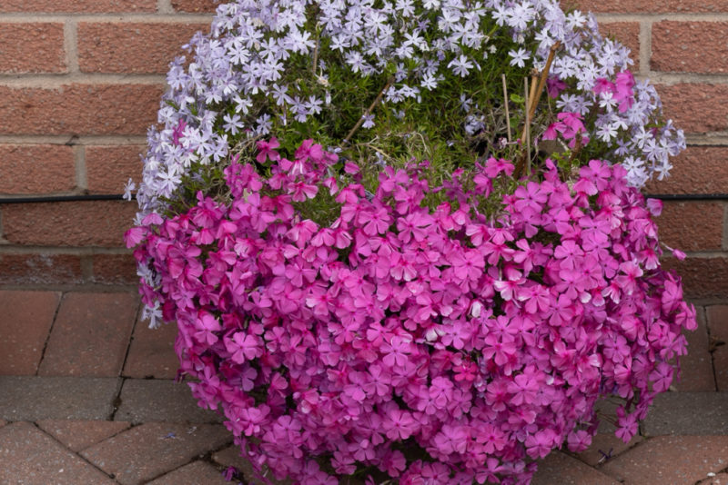 20 Phlox Varieties With Dainty Flowers: Each Of These Is An RHS AGM ...