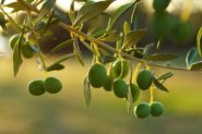 How To Plant And Grow An Olive Tree, In Collaboration With Paul And ...