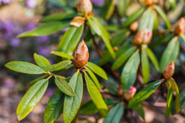 7 Problems Azalea Growers Might Encounter, Including Leaf Drop And Bud ...