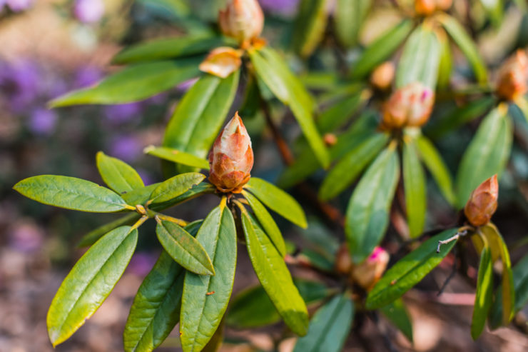 7 Problems Azalea Growers Might Encounter, Including Leaf Drop And Bud ...