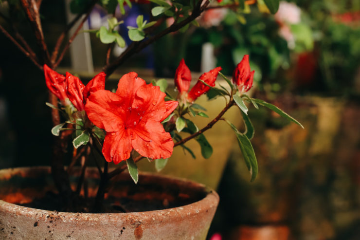Azaleas Make Excellent Container Plants - Just Be Sure To Get These ...