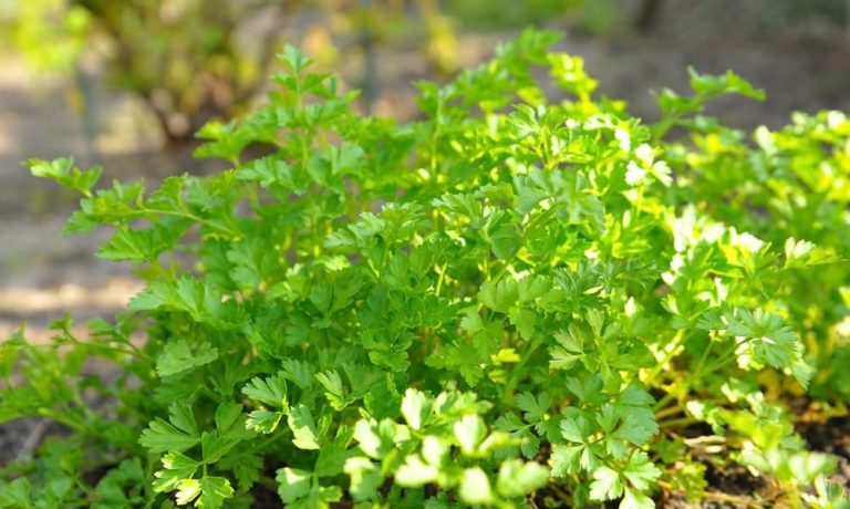 How To Grow Parsley: You'll Need To Sow Anew Each Year But Needs Little ...