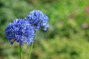 20 Bulbs With Beautiful Blue Flowers | Horticulture.co.uk