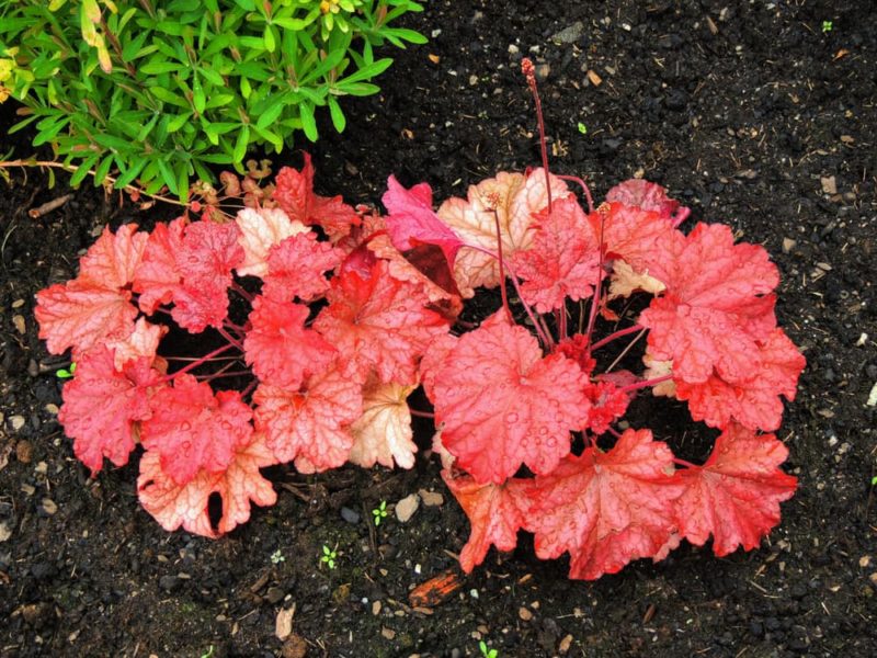 Here Are 24 Types Of Heuchera With Multiple RHS AGM Award Winners To ...