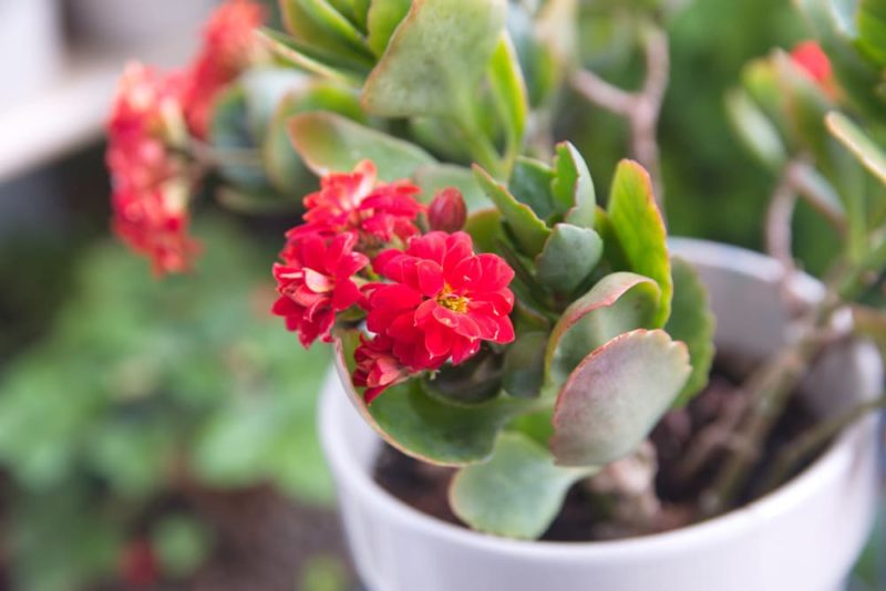 How To Grow & Care For Kalanchoe Plants | Horticulture.co.uk