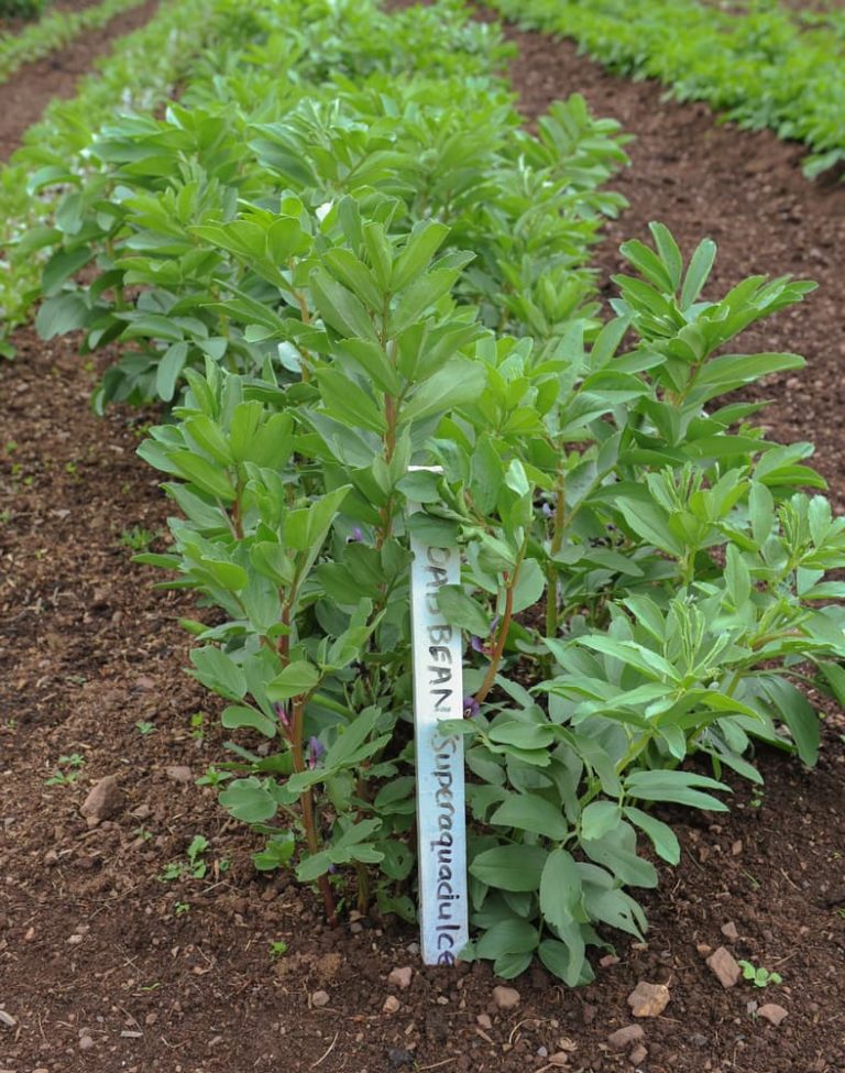 10 Broad Bean Varieties Selected For Taste, Productiveness And ...