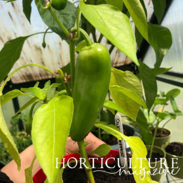 How To Grow Chillies In Containers | Horticulture.co.uk