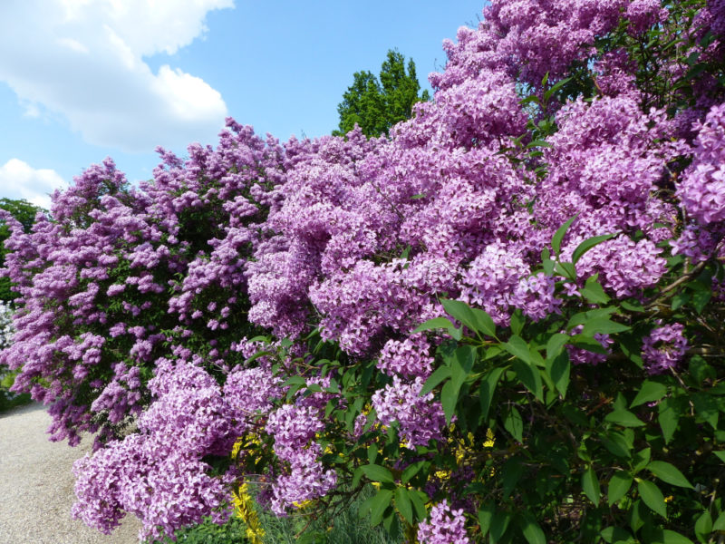 These Are The Lilacs Recommended For Containers By Master ...