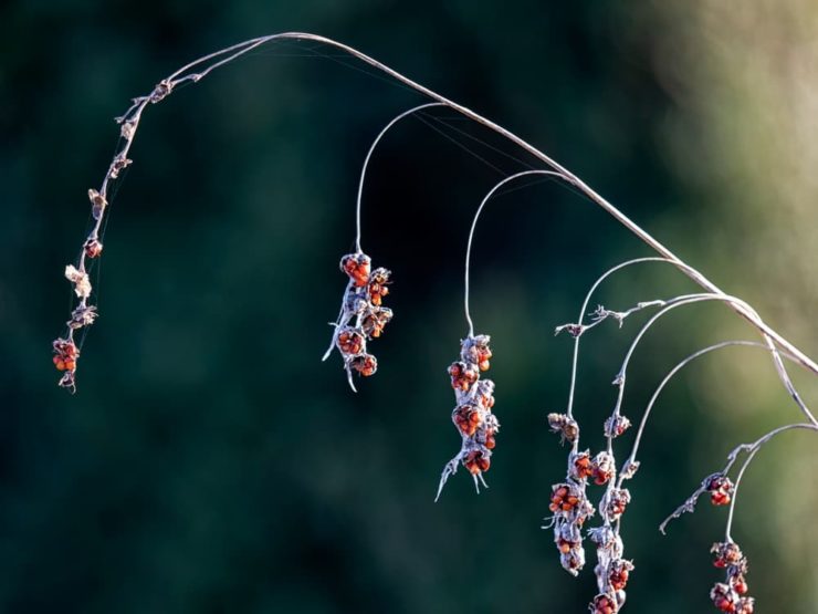 Sowing Dierama Seeds In 5 Steps | Horticulture Magazine