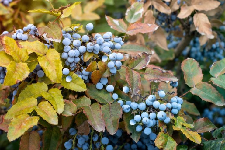11 Shrubs Ideal For Autumn Berries | Horticulture.co.uk