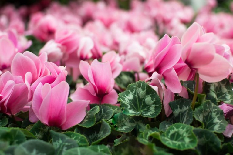 Growing Cyclamen With The Experts - These Are The Varieties And Care ...