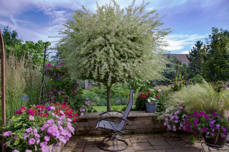 Growing Salix Integra: 'Perfect For A Small Garden, With Great Autumn ...