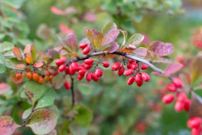 These 8 Named Berberis Varieties And Cultivars Are Highly Valued By ...
