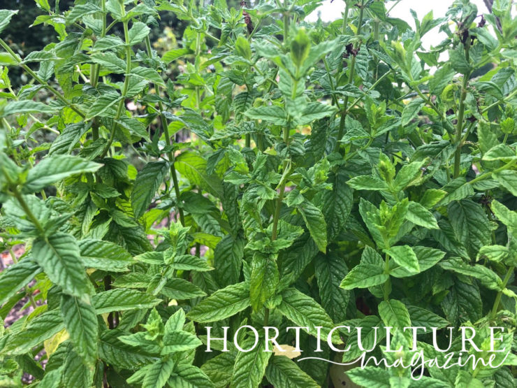 Mint Cuttings Are One Of The Easiest To Take - 'Use It As An ...