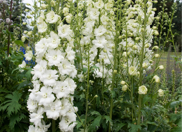 20 Delphinium Varieties To Grow | Horticulture.co.uk