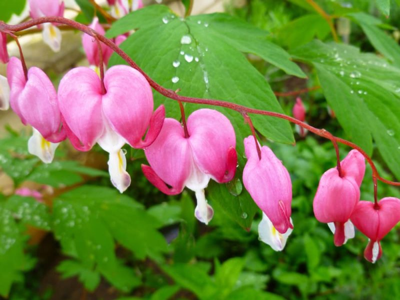 Here's How To Get The Best Results When Growing Bleeding Heart Plants ...