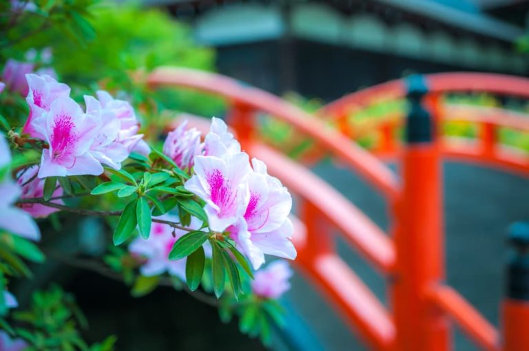 Azalea Japonica - How To Grow This Compact Shrub (Plus Some Interesting ...