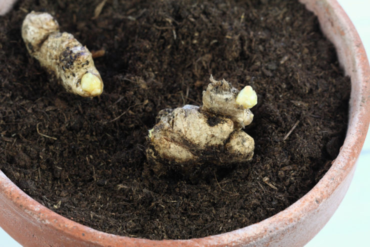 Why Getting Your Ginger Root To Sprout Before Planting Works Wonders ...
