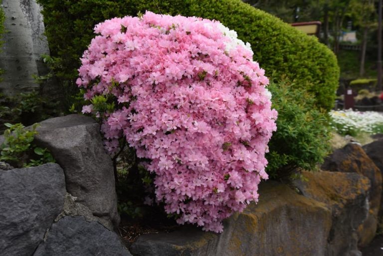 Azalea Japonica - How To Grow This Compact Shrub (Plus Some Interesting ...