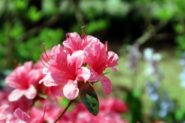 Azalea vs Rhododendron - What Is The Difference?