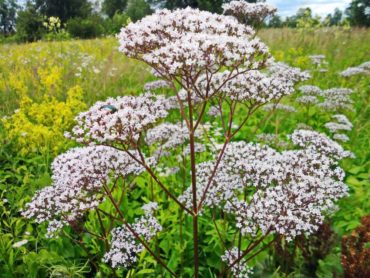 Growing Valerian: Useful For Filling Space And Adding Structure To ...