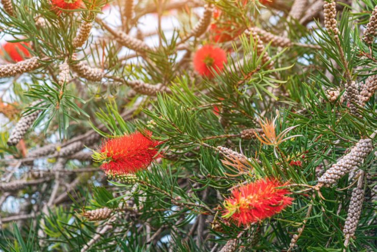 Growing Callistemon: The Frost-Tender Ornamental Trees From Australia ...
