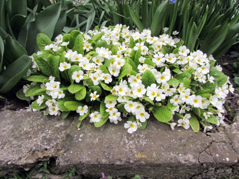 18 Primrose Varieties For An English Garden | Horticulture
