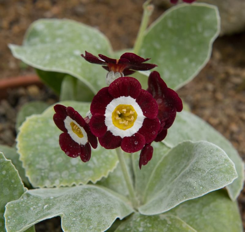 16 Auricula Varieties Chosen By Gardeners, With Many Incredible Award ...