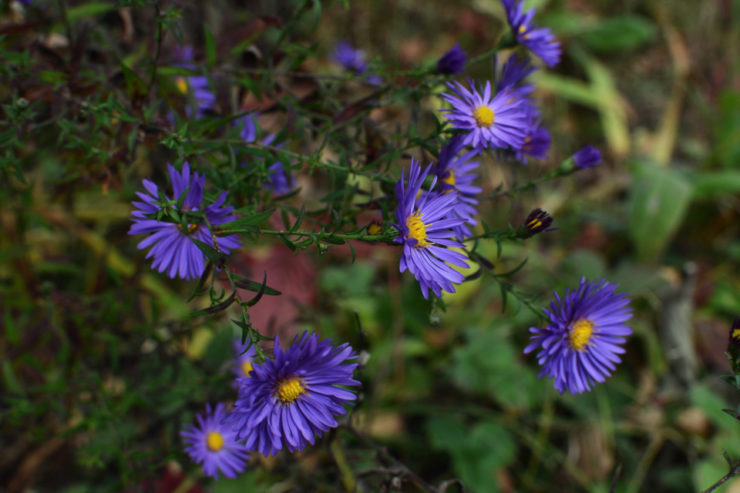 Gardener Shares 11 Head-Turning Aster Varieties For Late Summer Colour ...