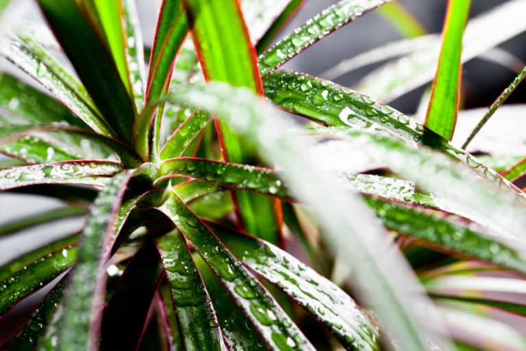 Dragon Tree Houseplant Care - This Is How You Should Water, Repot And ...