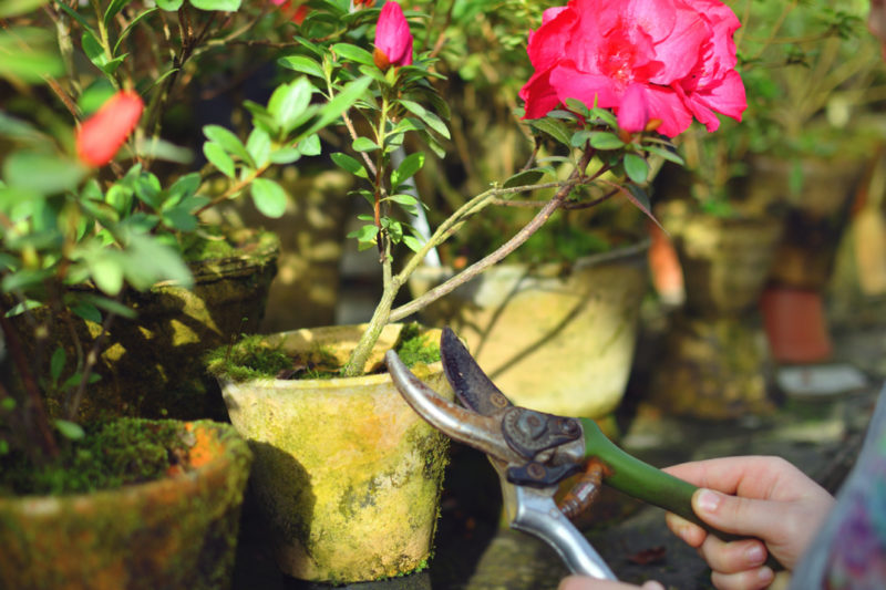 How (And Should You) Deadhead Azaleas | Horticulture.co.uk