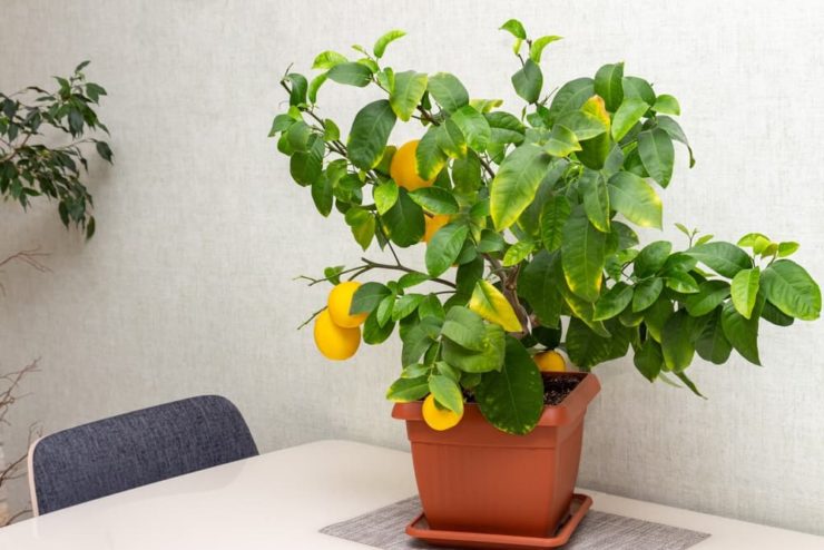 Growing Lemon Trees: Choose A Greenhouse Or Conservatory For Regular ...