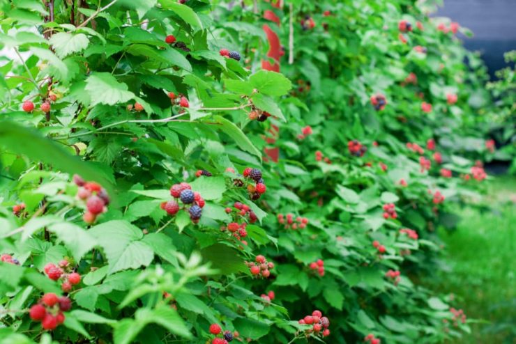 Tayberries Are A Fruit You Don't See Very Often - Here's How You Can ...