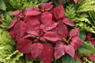 A Poinsettia Is Not Just For Christmas: How To Care For Your Plant Year ...