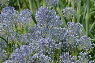 20 Bulbs With Beautiful Blue Flowers | Horticulture.co.uk