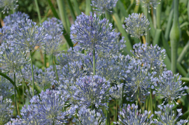 20 Bulbs With Beautiful Blue Flowers | Horticulture.co.uk