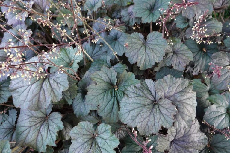 Here Are 24 Types Of Heuchera With Multiple RHS AGM Award Winners To ...