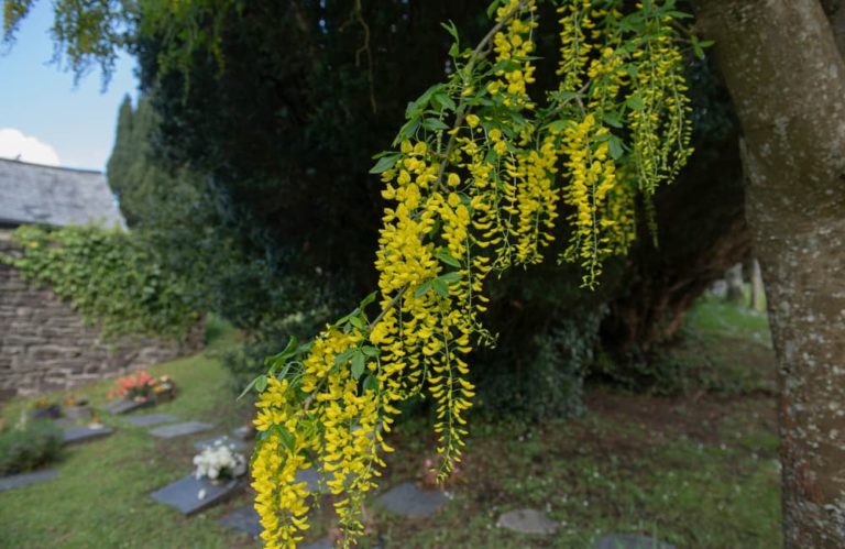 6 Interesting Laburnum Tree Varieties | Horticulture.co.uk