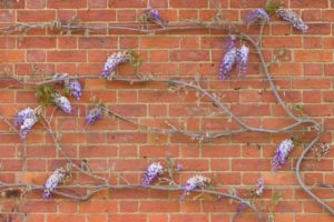 8 Ideas From Horticulturists To Support Climbing Plants As They Grow ...