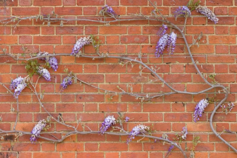8 Ideas From Horticulturists To Support Climbing Plants As They Grow ...