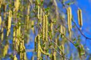 Birch Tree Care & Growing Tips | Horticulture.co.uk