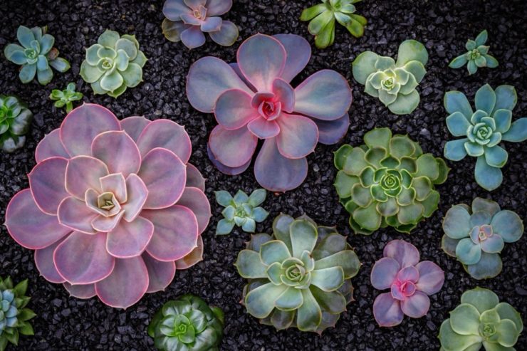 Cactus Mix: Making Potting Soil For Cacti | Horticulture.co.uk