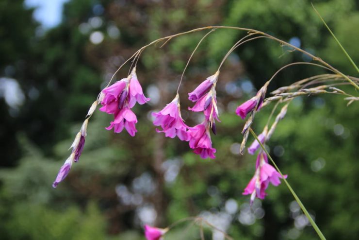 16 Sublime Dierama Varieties With Mostly Pink, White And Red Flowers ...