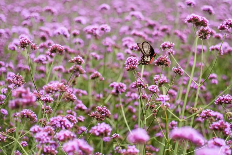 Verbena Bonariensis Will Add Colour, Attract Butterflies And Complement ...