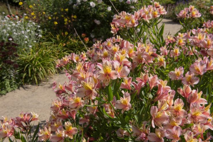 This Is How Experts Grow Alstroemeria - The Perfect Statement Plant For ...