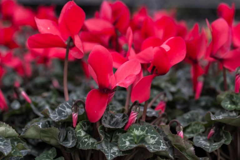 Growing Cyclamen With The Experts - These Are The Varieties And Care ...