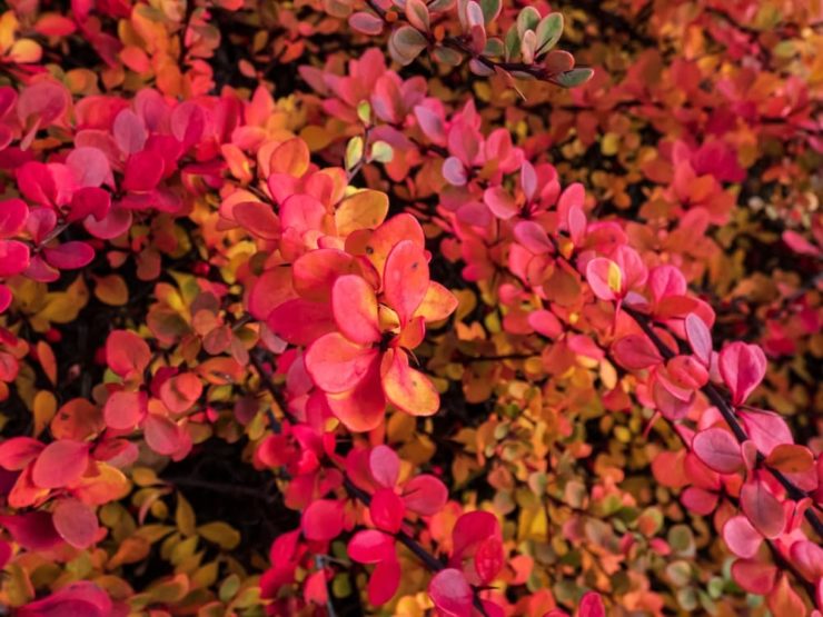 These 8 Named Berberis Varieties And Cultivars Are Highly Valued By ...