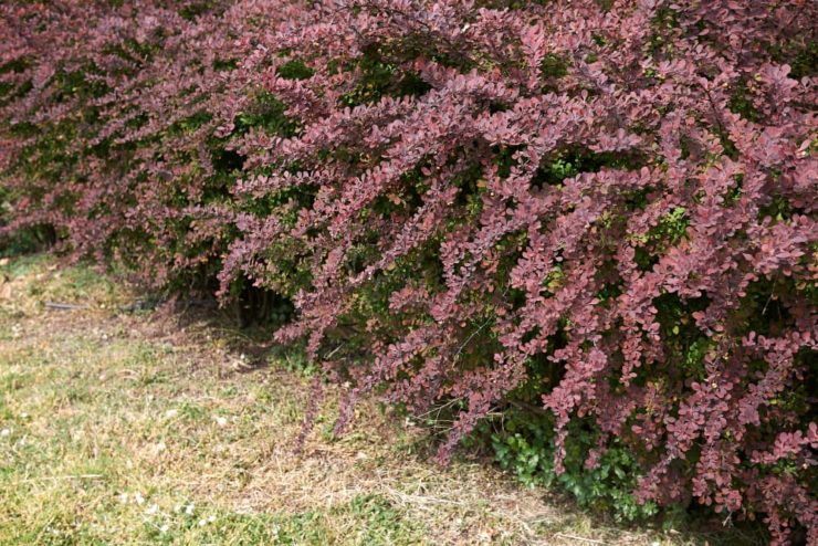 Why You Should Grow Berberis (Barberry) As A Useful And Productive ...